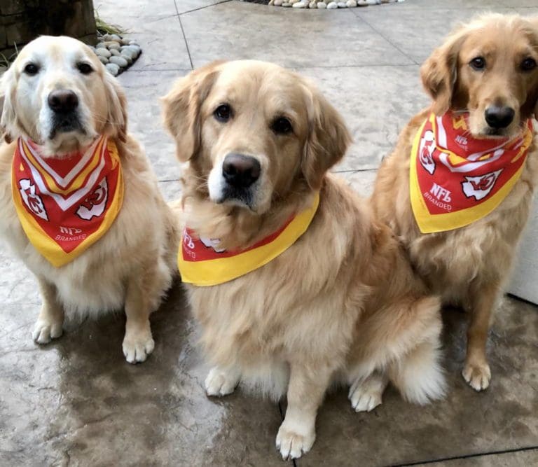 The 2020 Paw Print Issue | The Independent